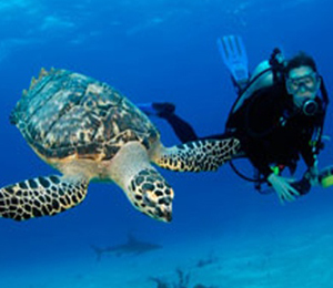 Key West Scuba Diving Adventures | Key West Dive Center