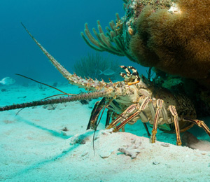 Key West Lobstering | Key West Dive Center